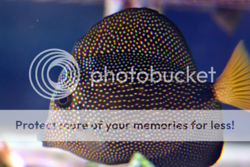 Gem tang For Sale | Reef2Reef