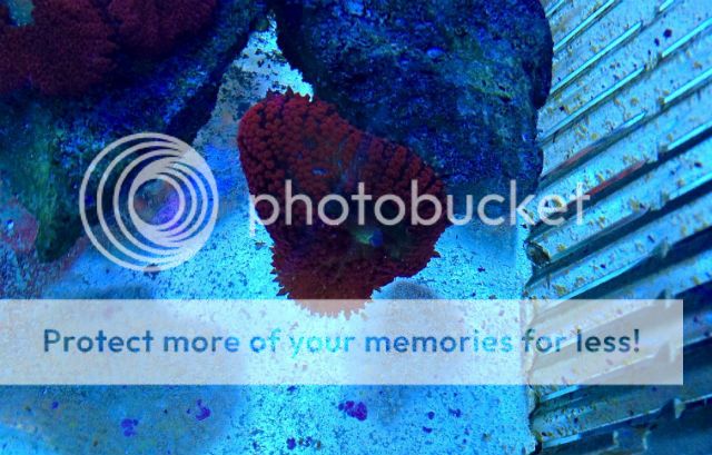 Blood red mini carpets (S. Tapetum) | Reef2Reef