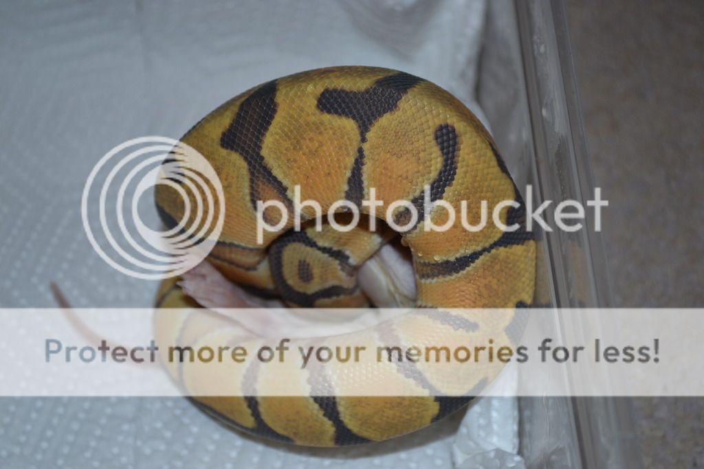 Royal Python Hatchlings - Updated Prices | Reptile Forums