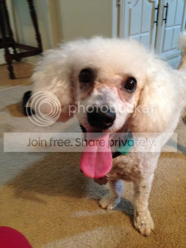 Show us some tongue~! | Poodle Forum