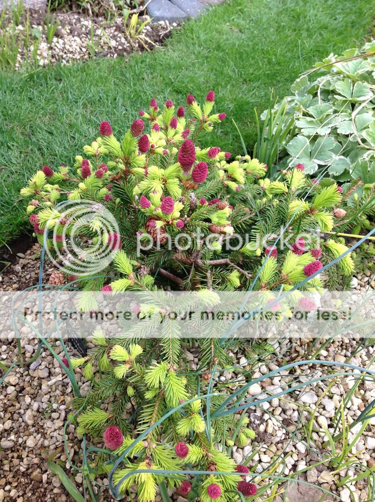 Picea abies 'Acrocona Pusch'
